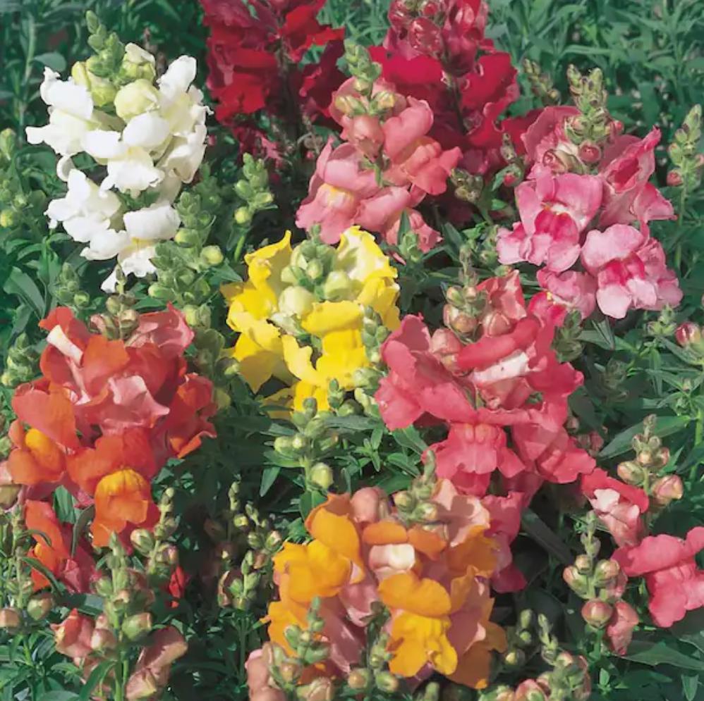 Tall Snapdragon Mix, Easy to Grow, Excellent Cut Flower - 50 Seeds - Etsy