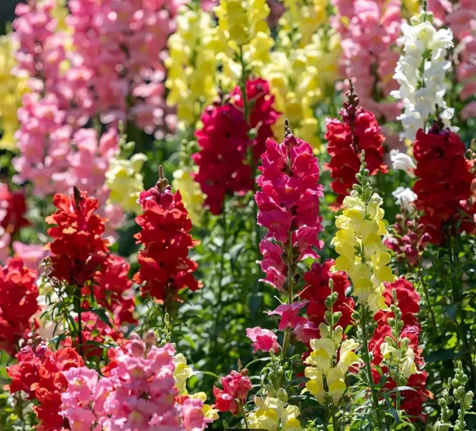 Tall Snapdragon Mix, Easy to Grow, Excellent Cut Flower - 50 Seeds - Etsy