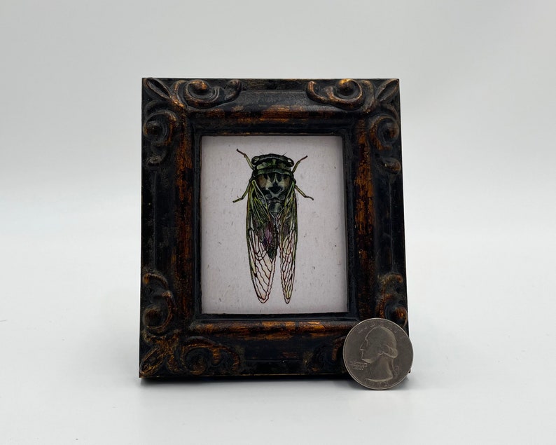 Cicada Framed Miniature Watercolor Art Print by James Steeno Mini Art ...