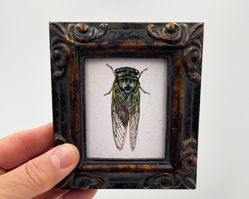 Cicada Framed Miniature Watercolor Art Print by James Steeno Mini Art ...