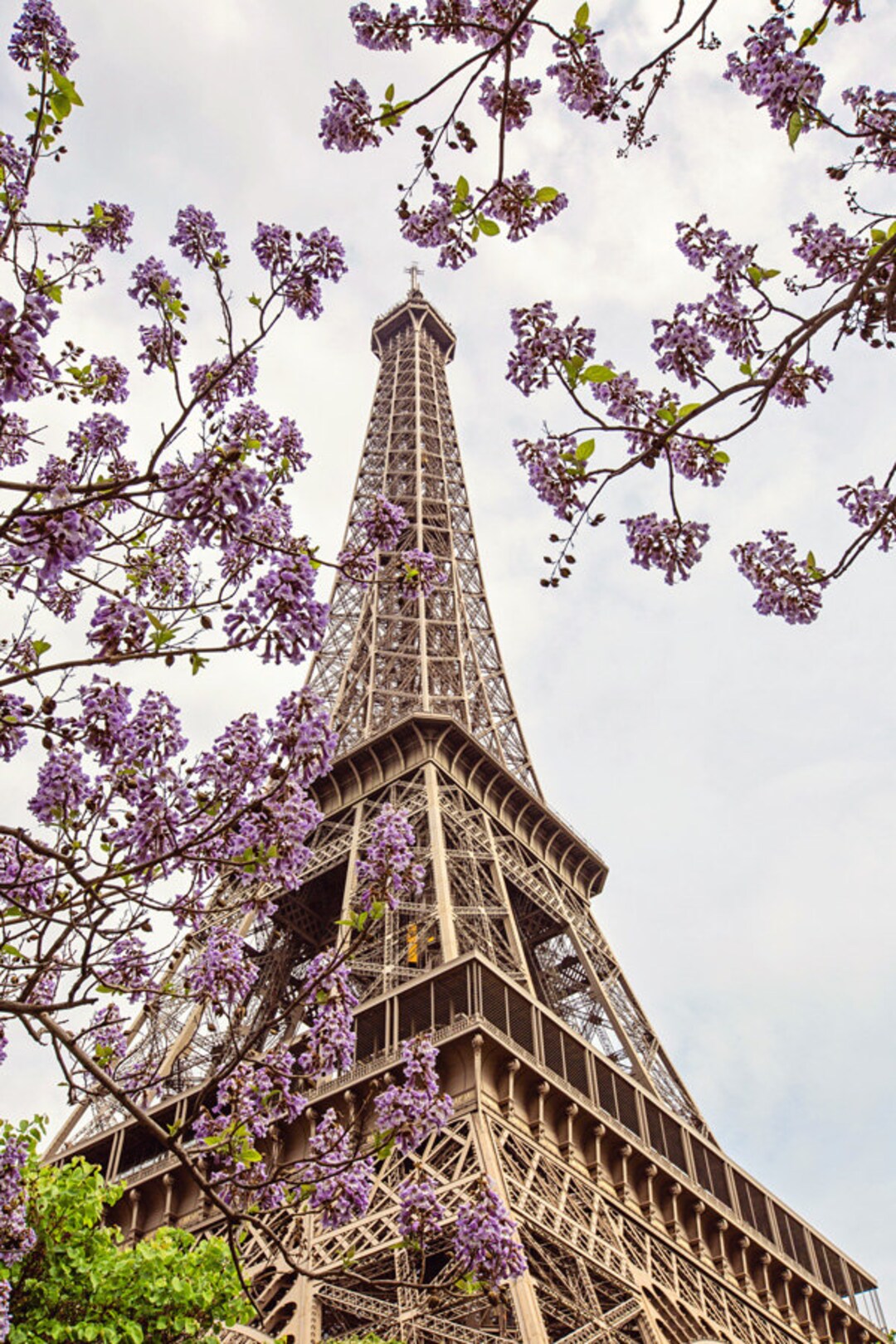 Paris Eiffel Tower Photography Print Springtime Paris Blossoms Wall Art ...