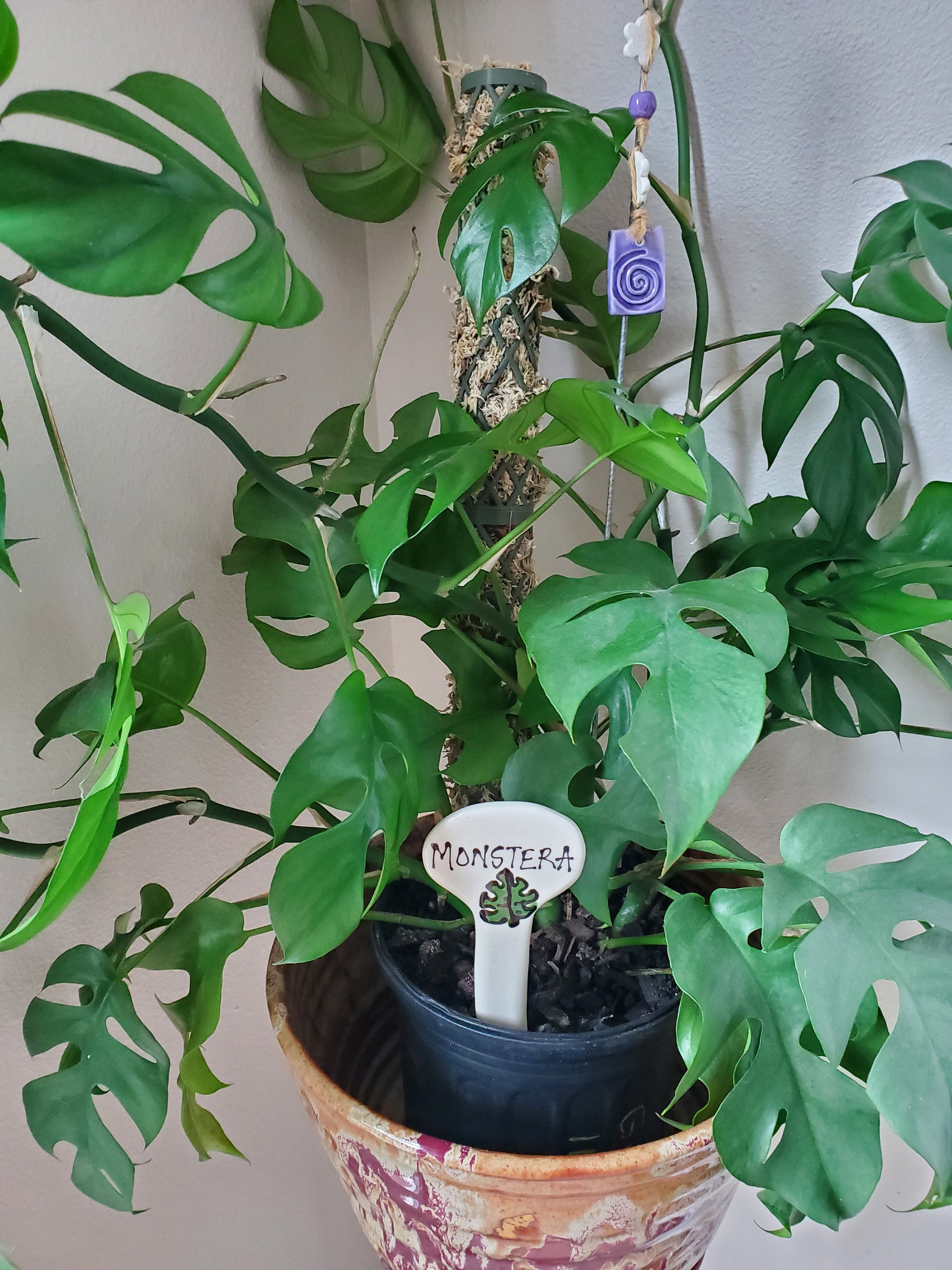 Monstera Plant Label - Etsy