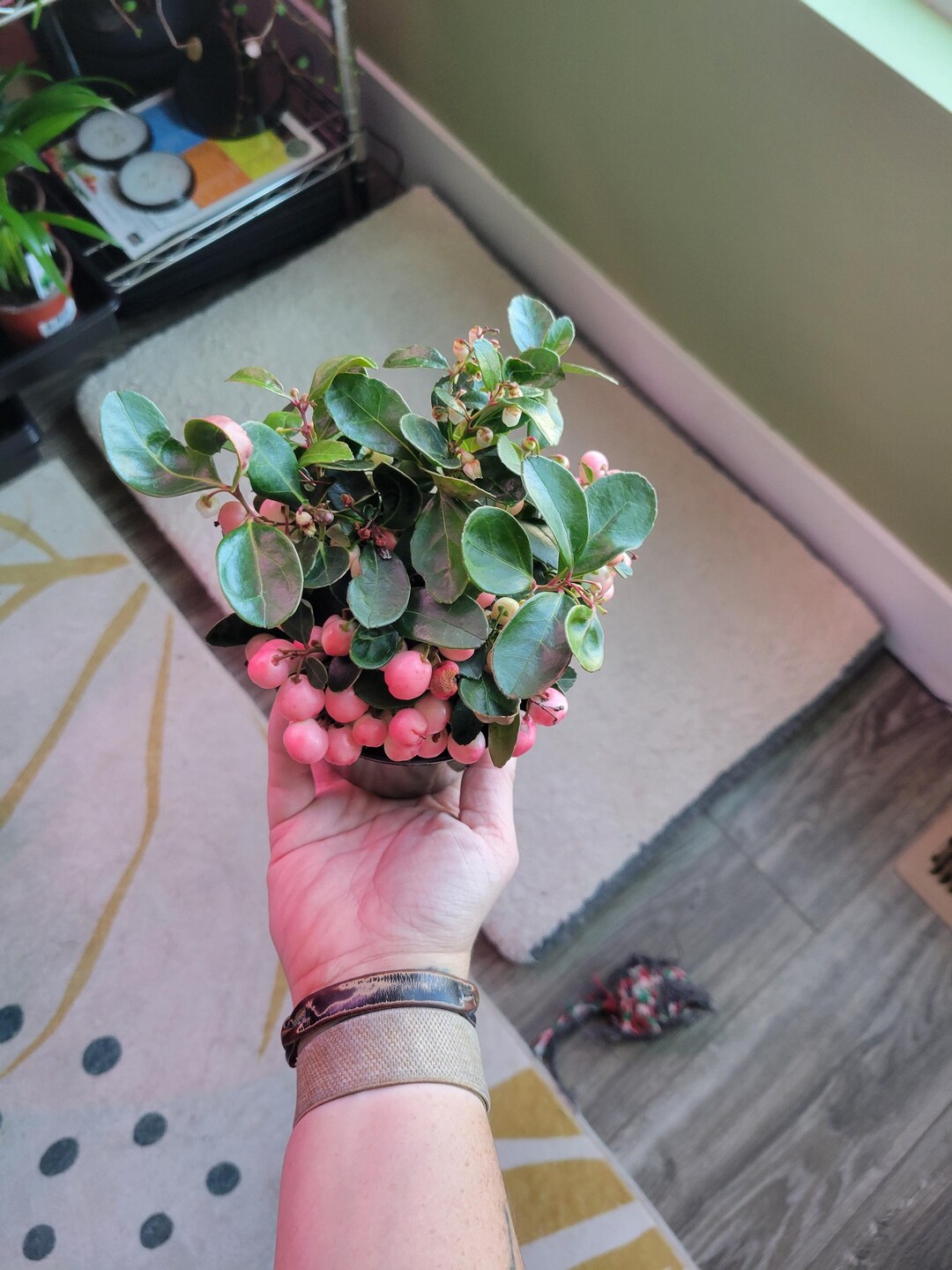 Live Pink Wintergreen Plant (gaultheria Procumbens) – Hardy Evergreen ...