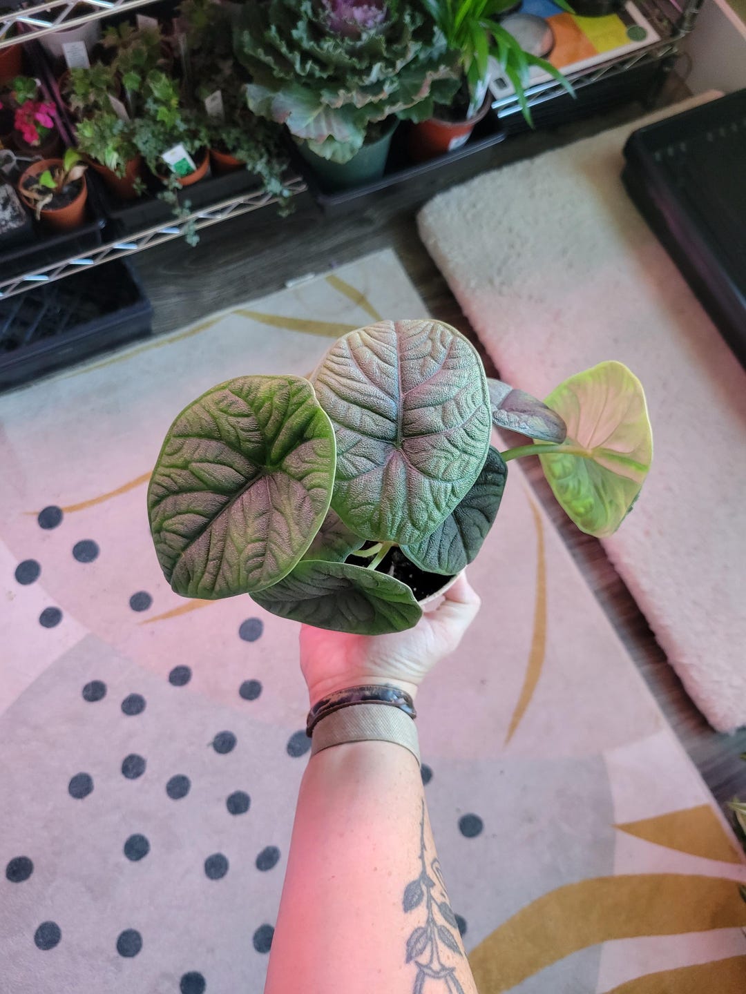 Alocasia Melo Live Plant | 4 Inch Indoor Plant - Etsy