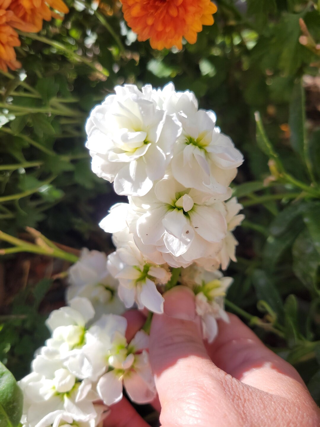 White Stock Flower Seeds | 50 Seeds | Zones 7-10 - Etsy