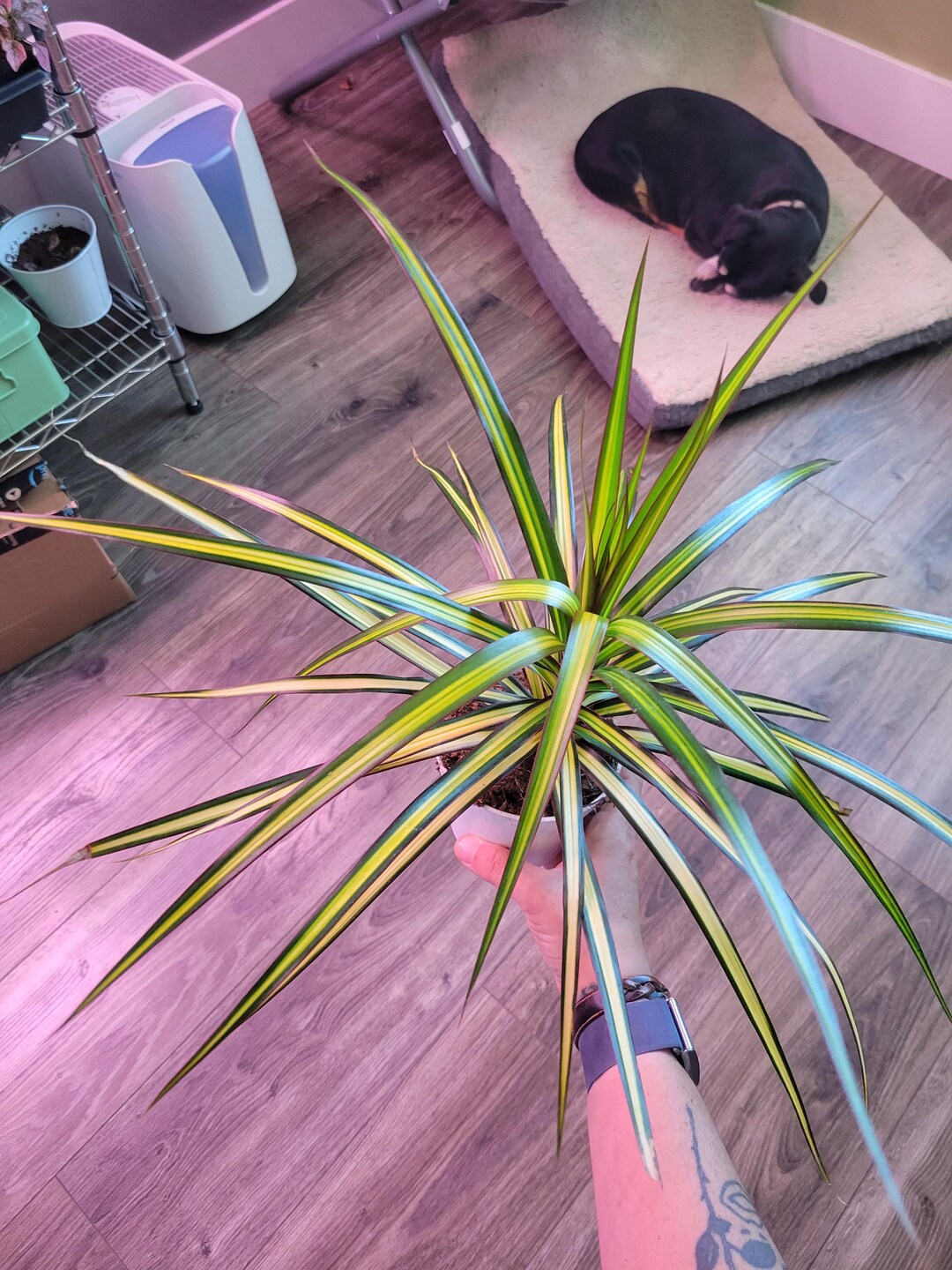 Dracaena Sun Ray | 4 Inch | Live Plant | House Plant | Indoor Plant - Etsy