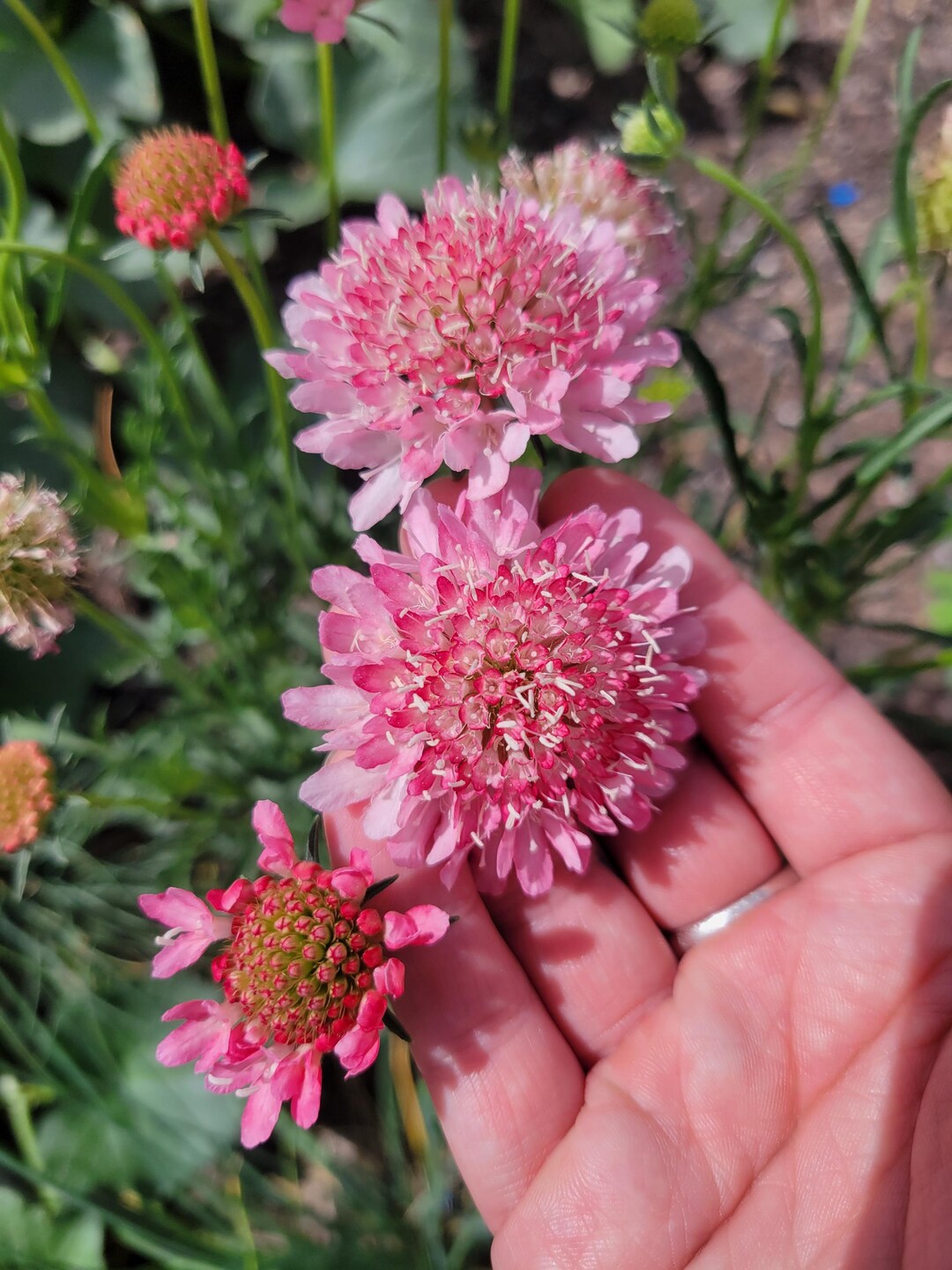Pink Scabiosa Seeds | 50 Seeds | Zones 4-8 - Etsy