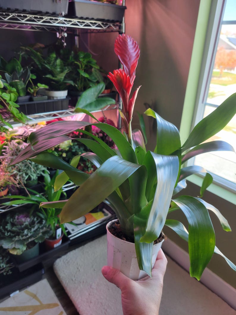 Vriesea ‘christiane’ – Live Bromeliad Plant | Exotic Tropical ...