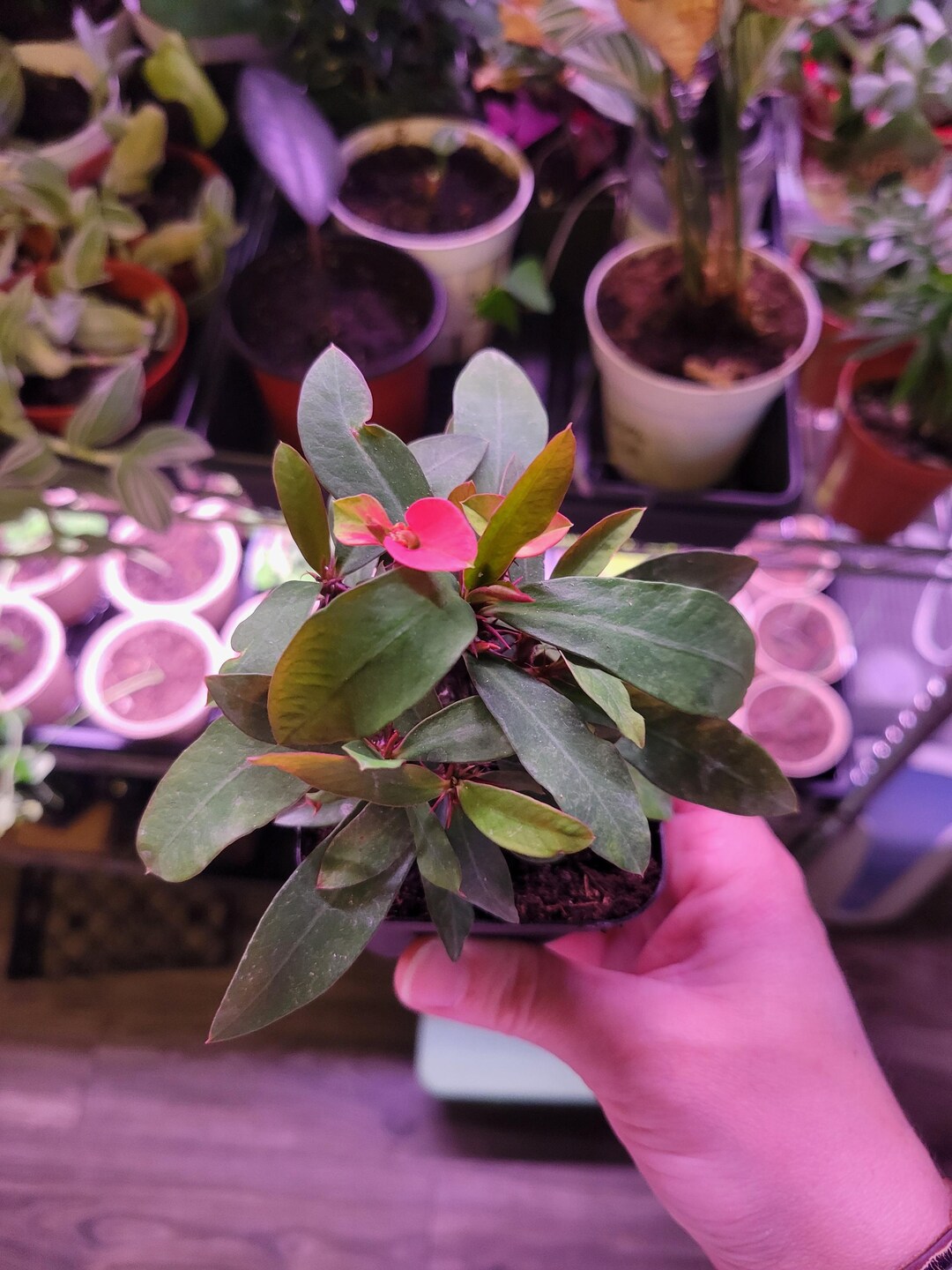 Mini Crown of Thorns | 3 Inch | Eos Euphorbia| Live Plant | House Plant ...
