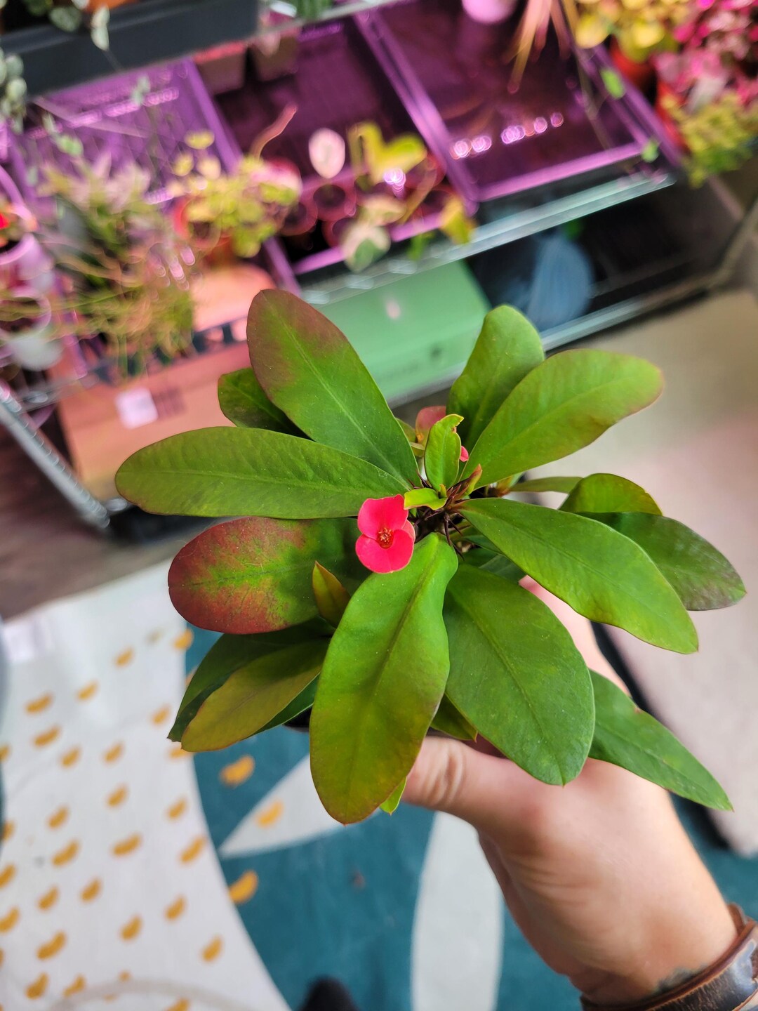 Mini Crown of Thorns Plant: Eos Euphorbia, 3 Inch Live Indoor Plant - Etsy