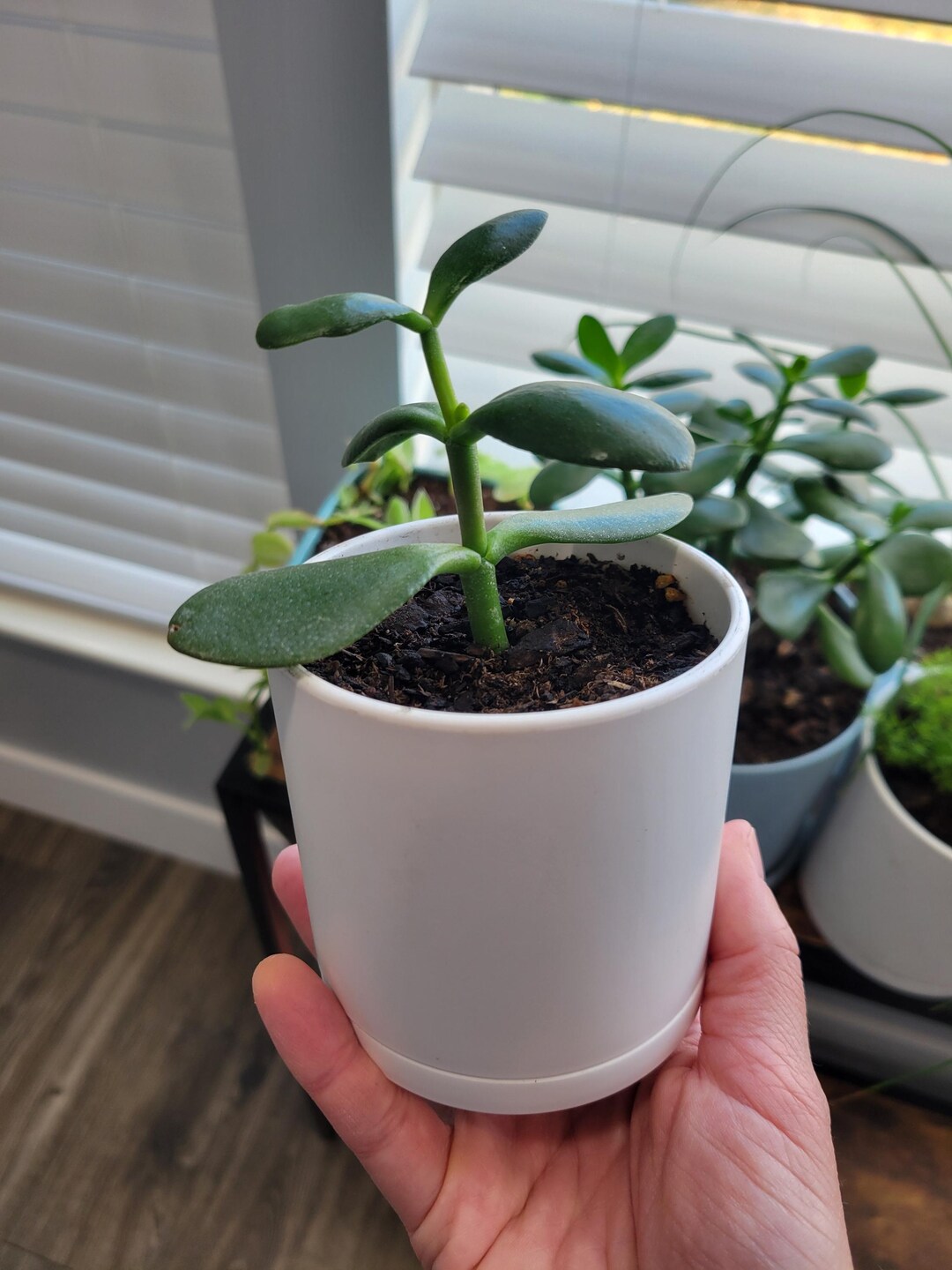 Jade Plant | Live Succulent, House Plant - Etsy