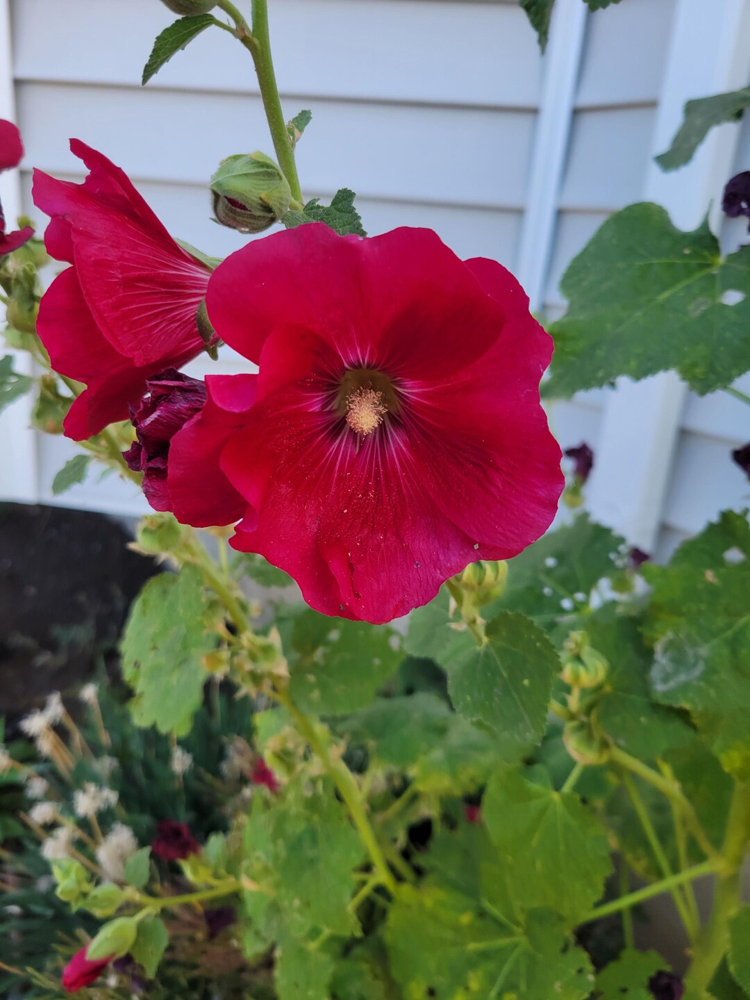 Mars Magic Hollyhock Seeds | 30 Seeds | Zone 3 Through 8 - Etsy