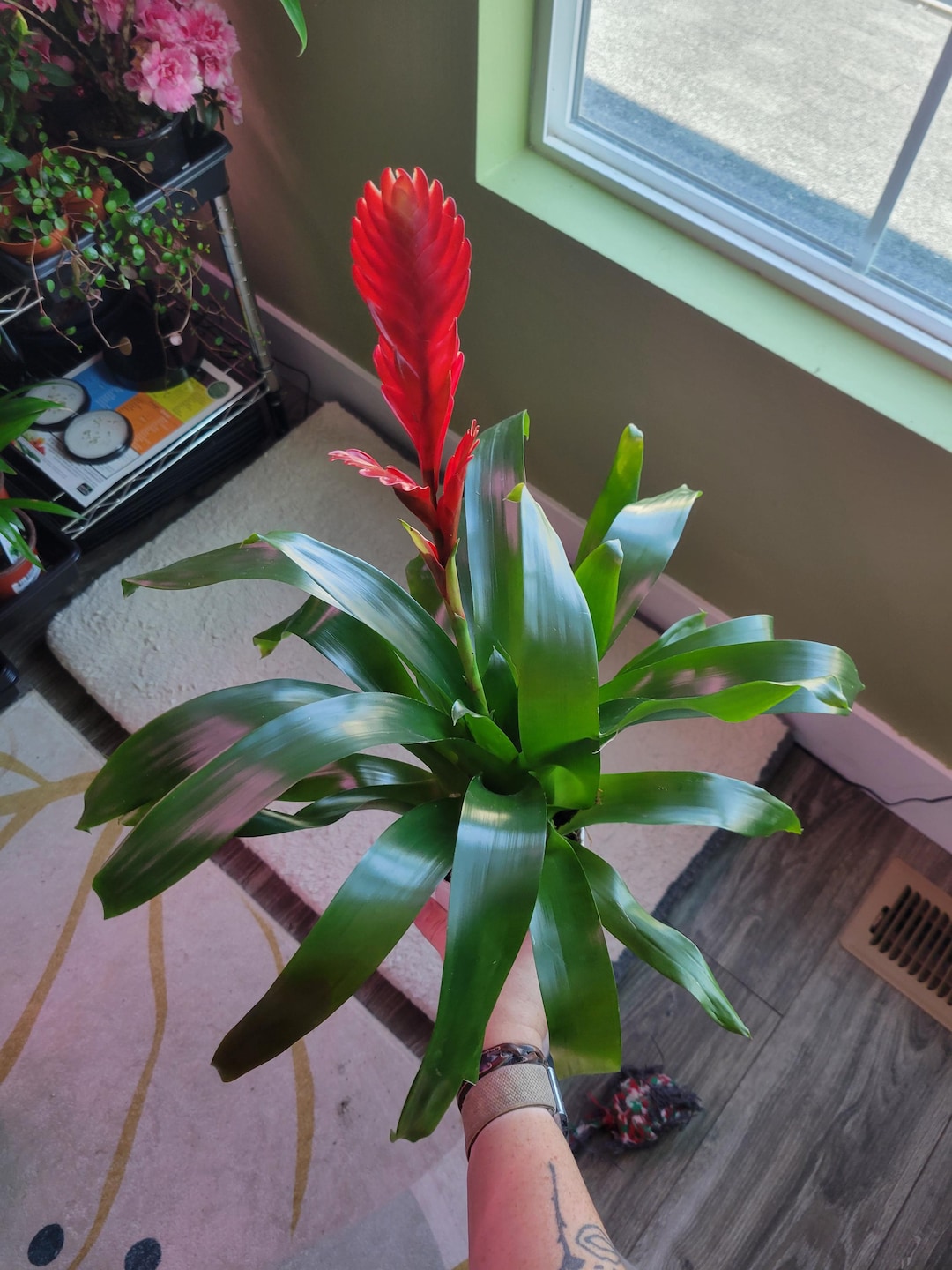 Vriesea ‘christiane’ – Live Bromeliad Plant | Exotic Tropical ...