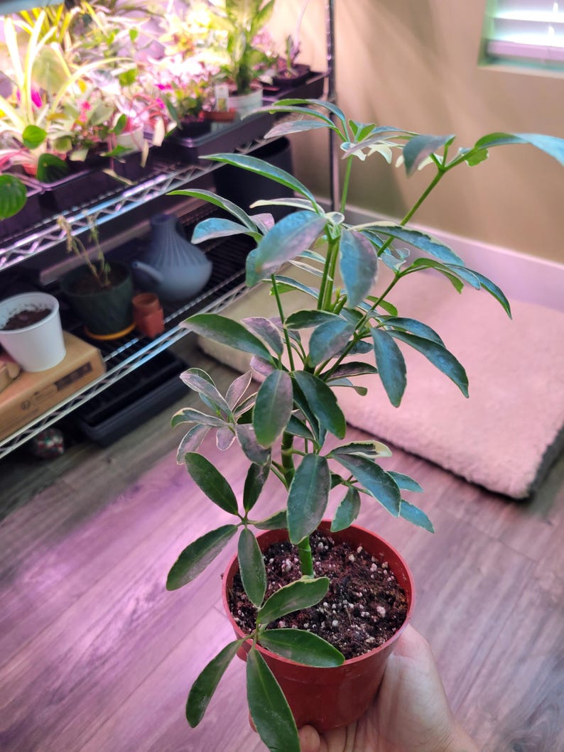 Schefflera Moondrop: Live Indoor Plant - 4 Inch Houseplant - Etsy
