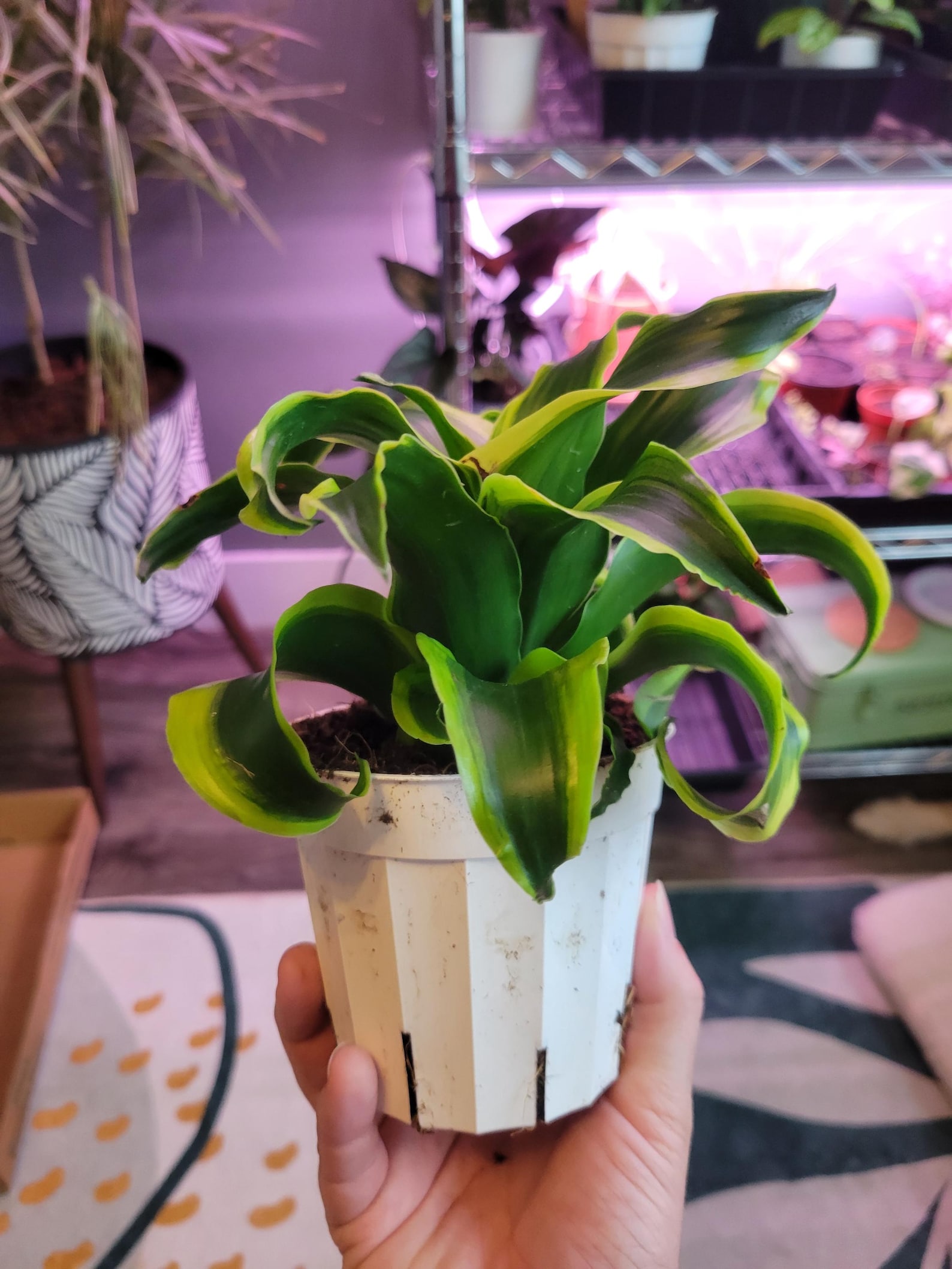 Dracaena Tornado Dragon Tree: 4 Inch Live Indoor Plant - Etsy