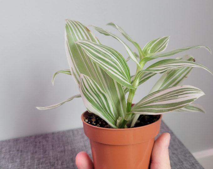 White Tradescantia “ Pistachio” | Rare Live Plant | Home Decor ...