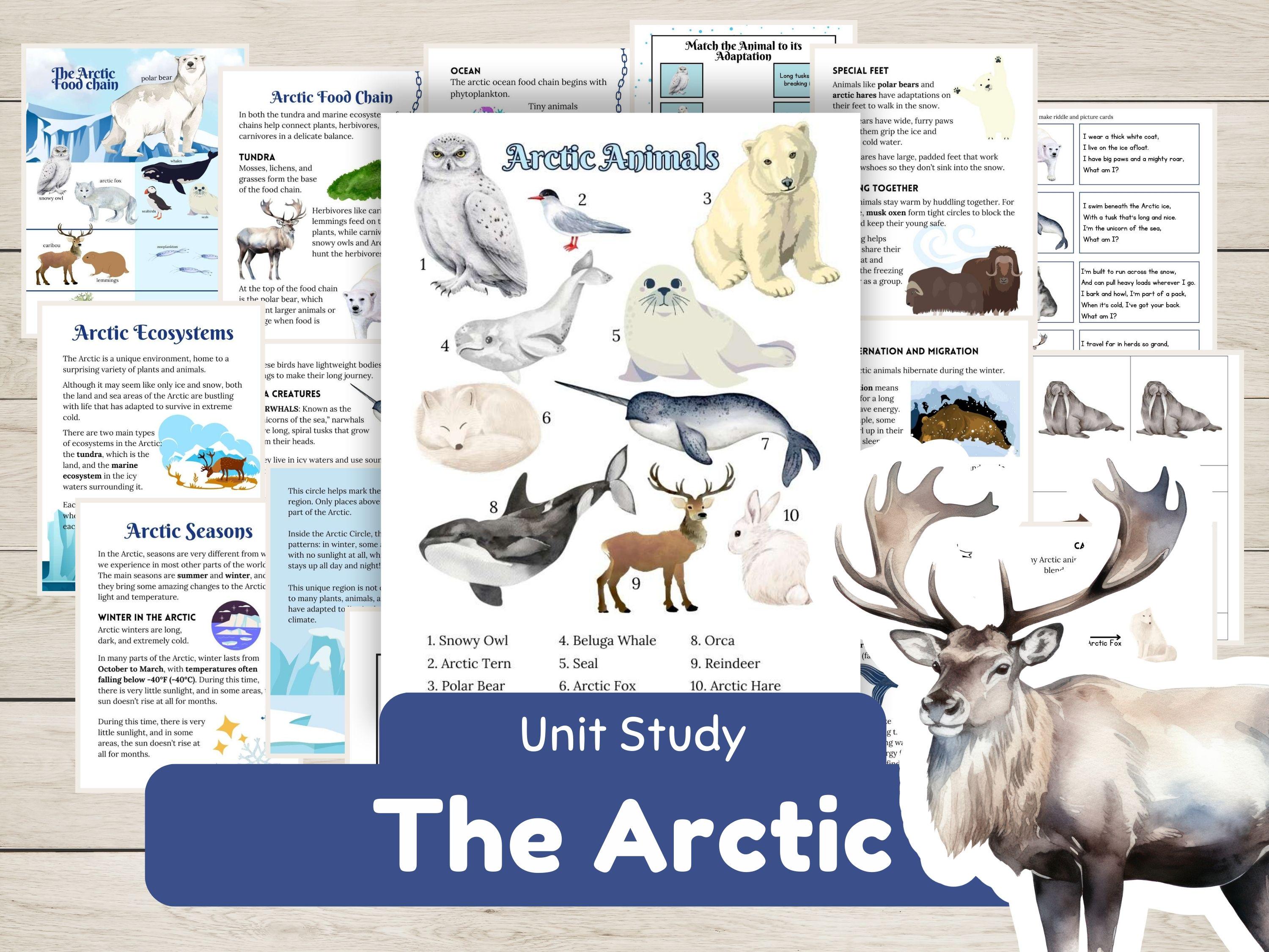 Arctic Unit Study With Comprehension Passages and Worksheets, Arctic ...