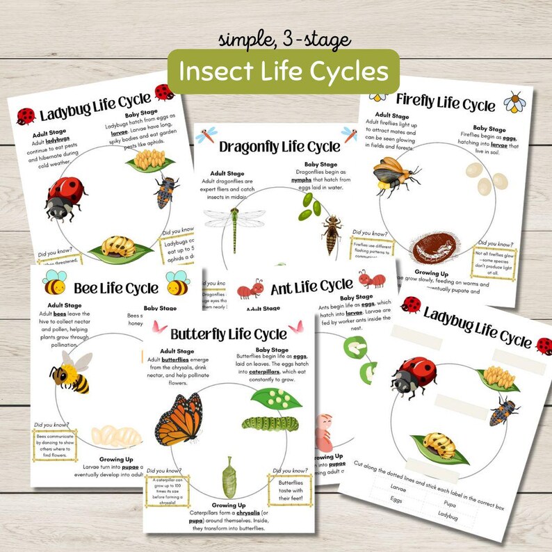 Spring Animals: Life Cycles Unit Study, Animal Mother Baby Match, 3 ...