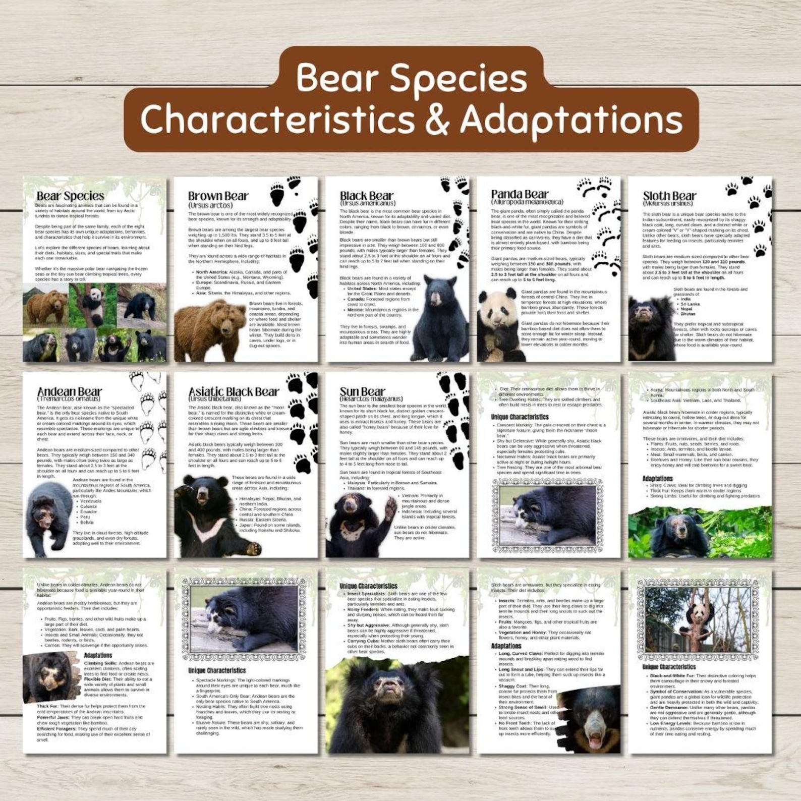 Bears Unit Study, Life Cycle, Anatomy, Types of Bears, Behavior ...