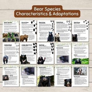 Bears Unit Study, Life Cycle, Anatomy, Types of Bears, Behavior ...