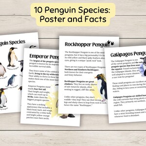 Penguin Unit Study With Comprehension Passages and Worksheets About ...
