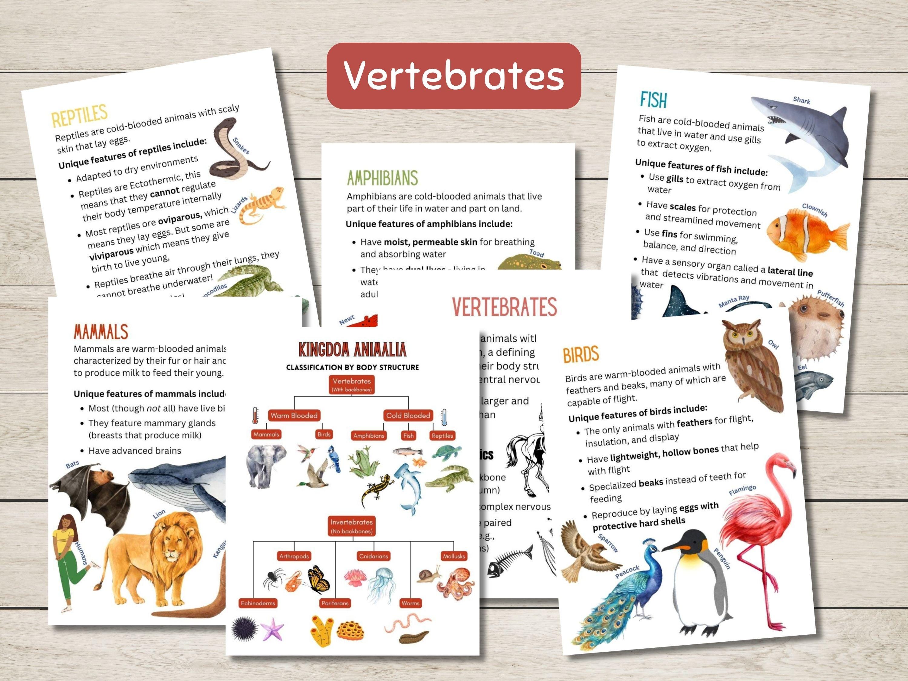 Animal Classification Unit Study Worksheets, Activities, With Classes ...
