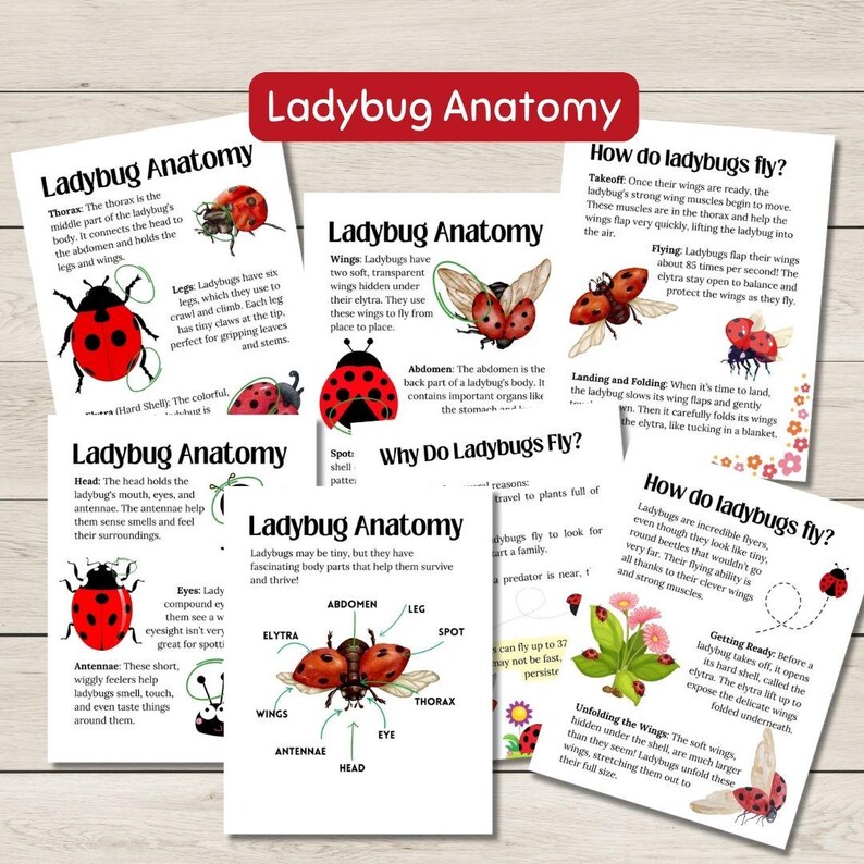 Ladybug Unit Study and Busy Book Homeschool Spring Printables Nature ...