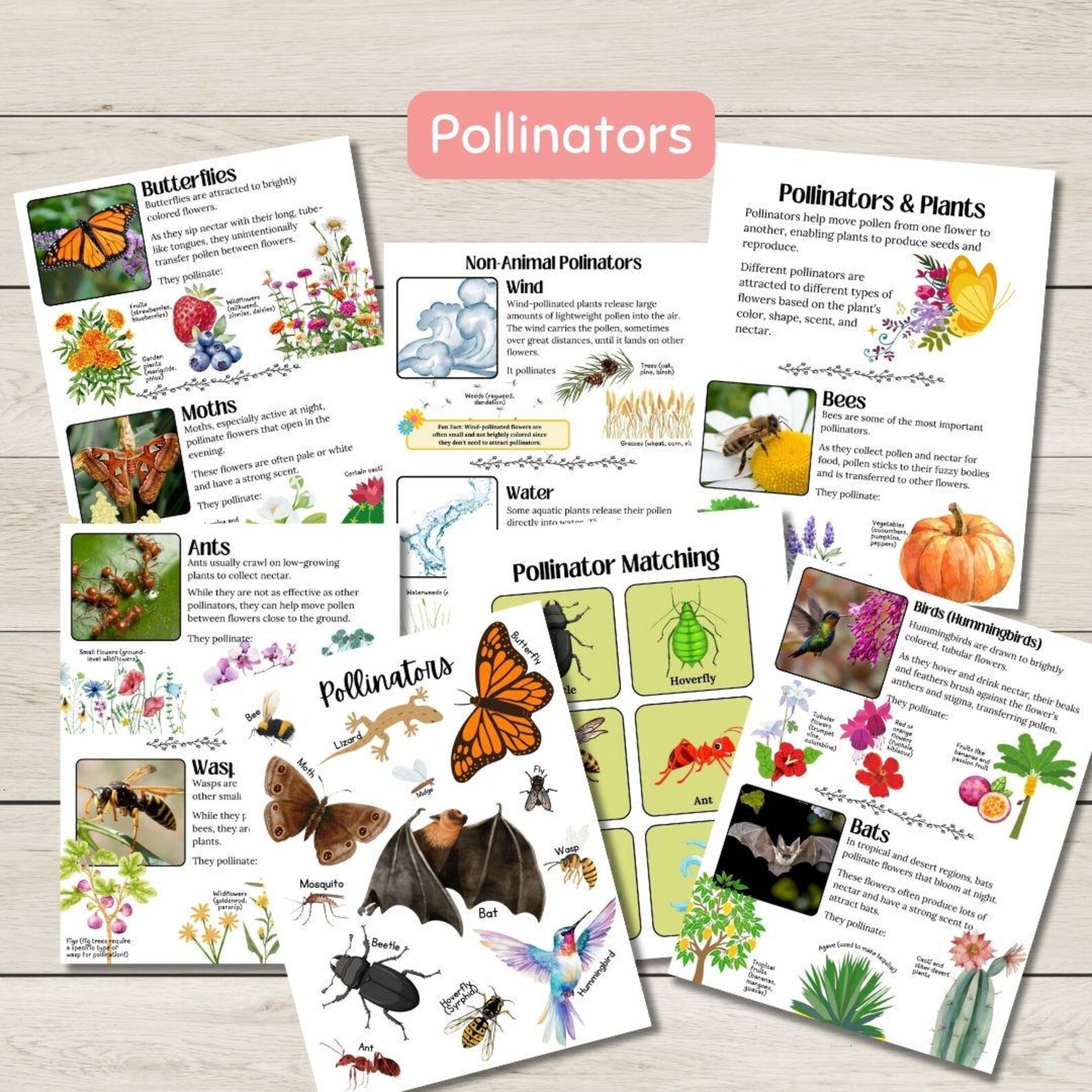 Pollination Unit Study Worksheets, Activities, 100+ Page Elementary ...