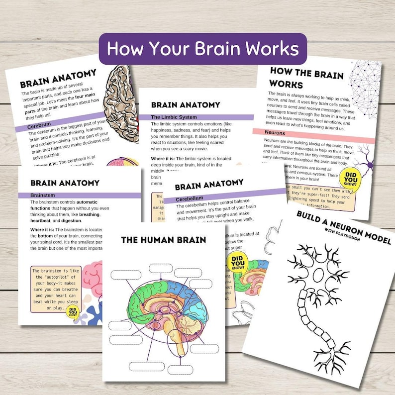 Human Brain Unit Study About Anatomy, Functions, Senses, Emotions ...