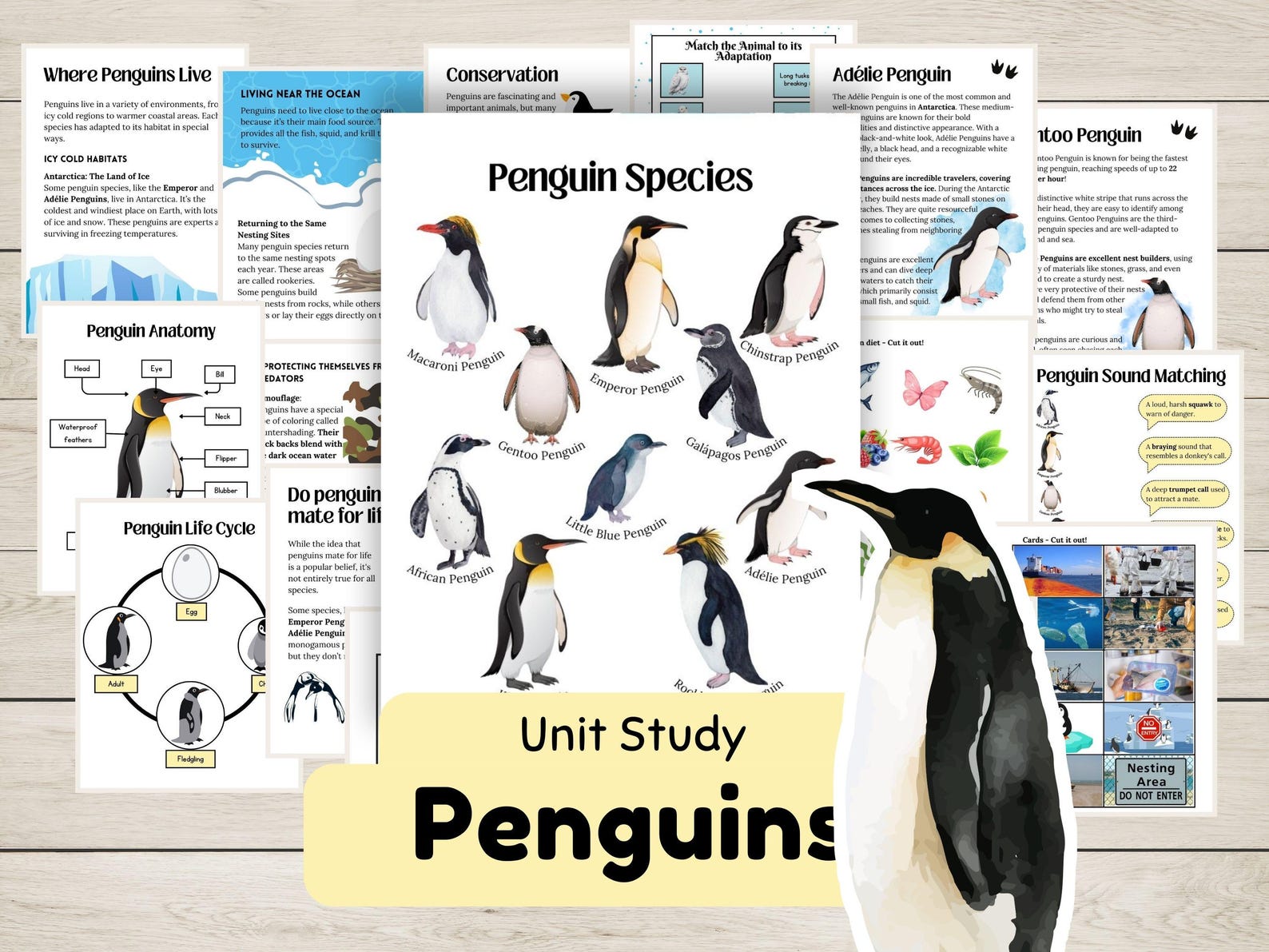 Penguin Unit Study With Comprehension Passages and Worksheets About Penguin Species Adaptations ...