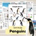 Penguin Unit Study With Comprehension Passages and Worksheets About Penguin Species Adaptations ...