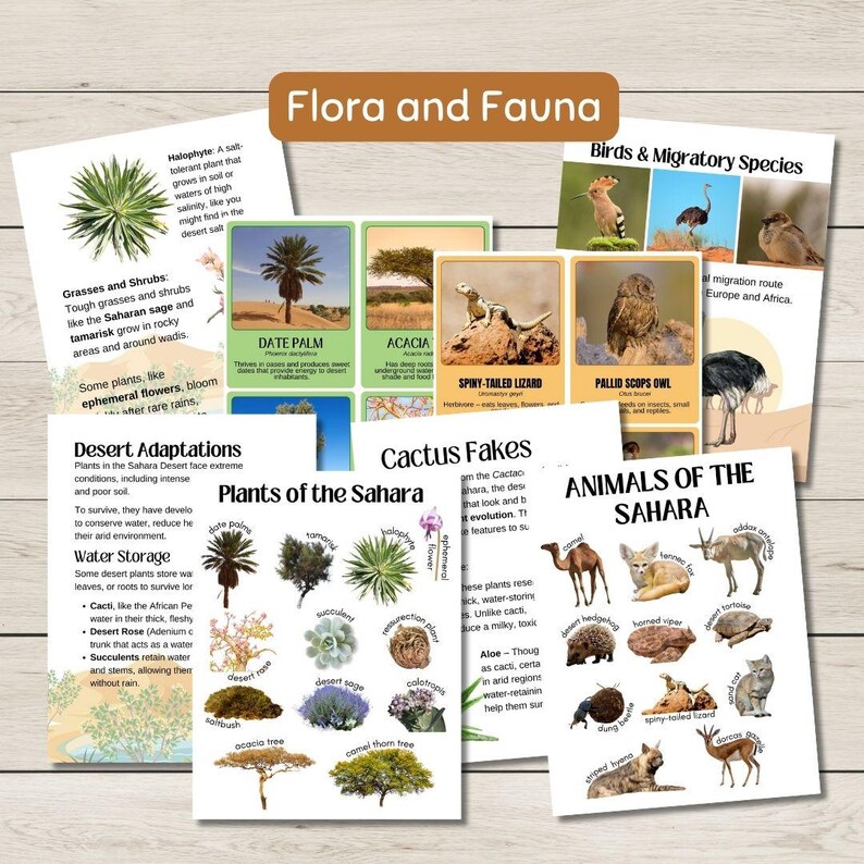 Sahara Desert Unit Study- Explore This Desert Biome's Geography ...