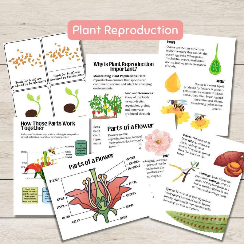 Pollination Unit Study Worksheets, Activities, 100+ Page Elementary ...