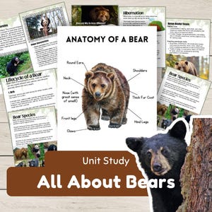 Bears Unit Study, Life Cycle, Anatomy, Types of Bears, Behavior ...