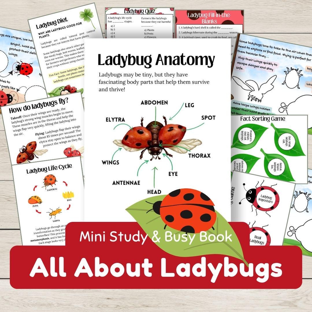 Ladybug Unit Study and Busy Book Homeschool Spring Printables Nature ...