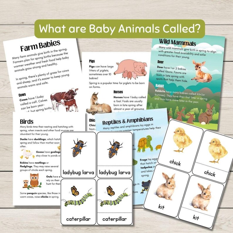 Spring Animals: Life Cycles Unit Study, Animal Mother Baby Match, 3 ...