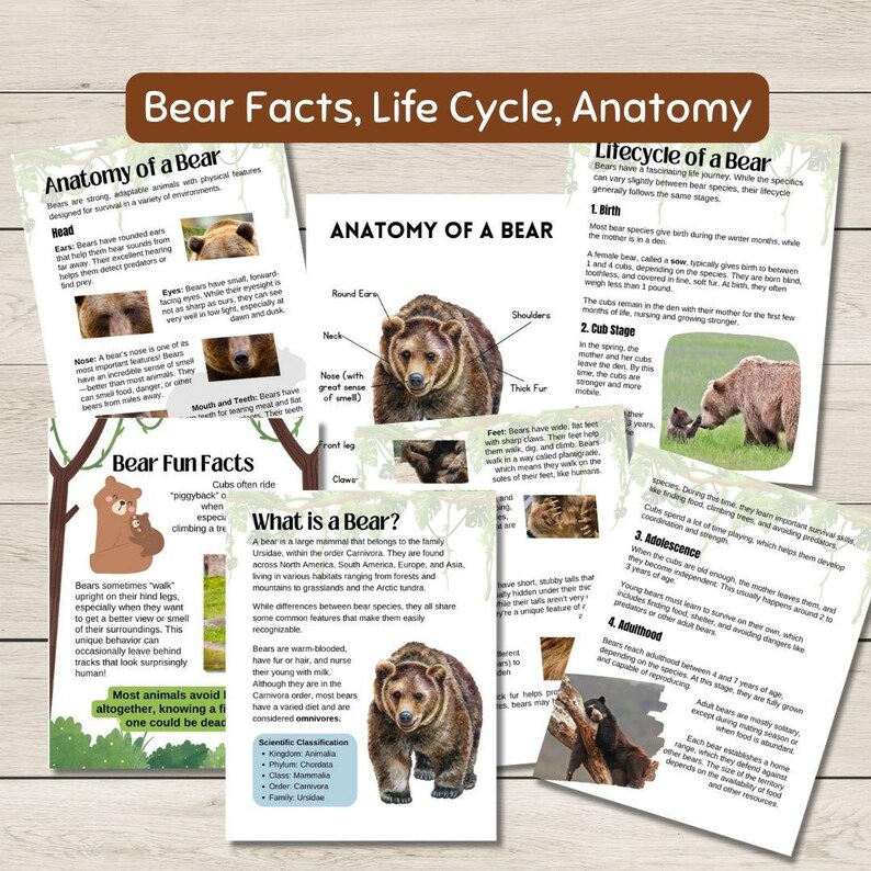 Bears Unit Study, Life Cycle, Anatomy, Types of Bears, Behavior ...