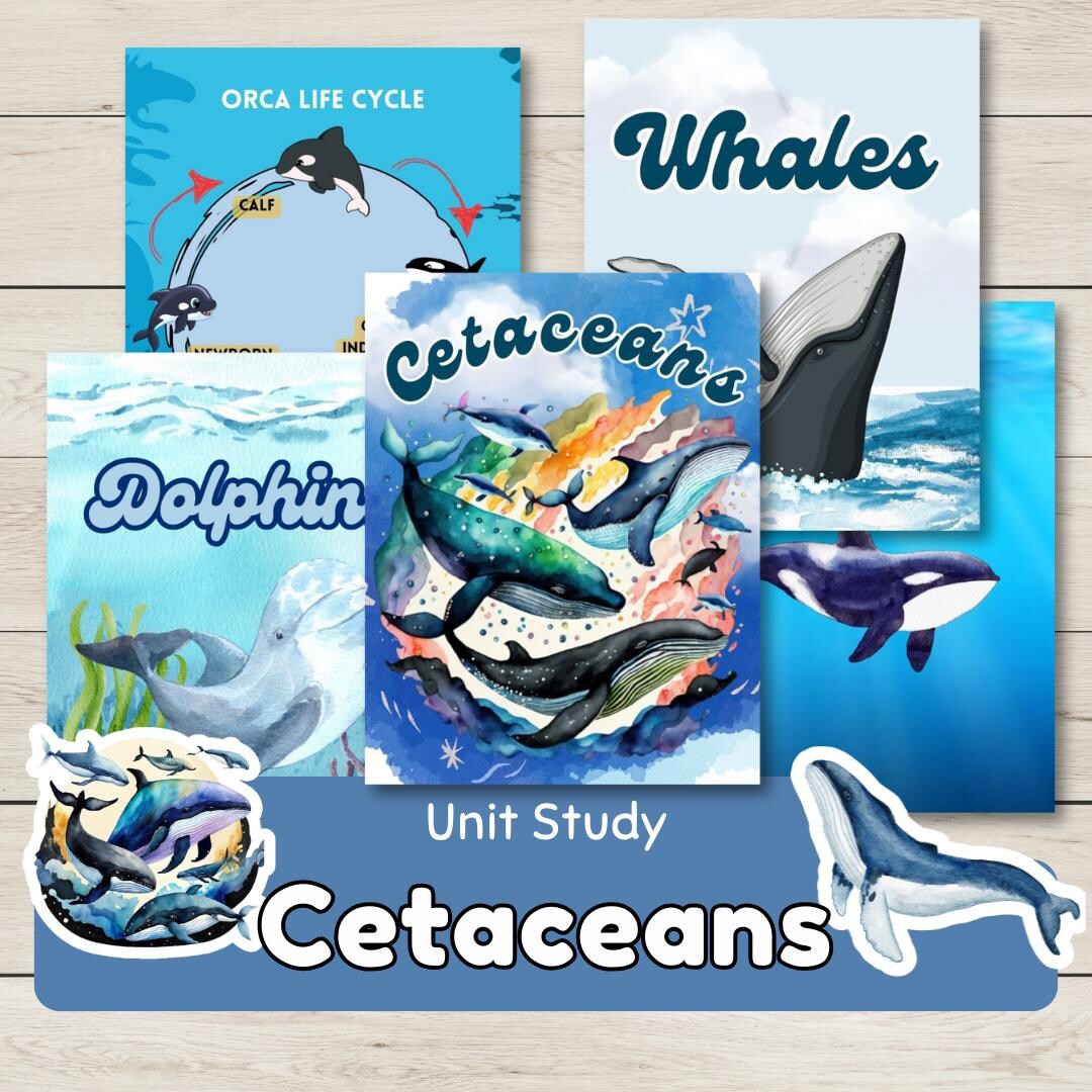 Cetaceans Unit Study -whales Dolphins Orcas- Explore the Anatomy Life ...
