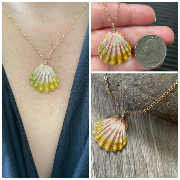 Large Sunrise Shell - Etsy