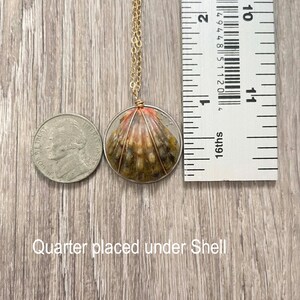 Moonrise Shell Necklace nickel Size, Gold Fill Necklace, Sunrise Shell ...