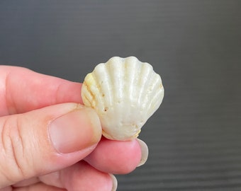 Rare Hawaiian Shell - Etsy