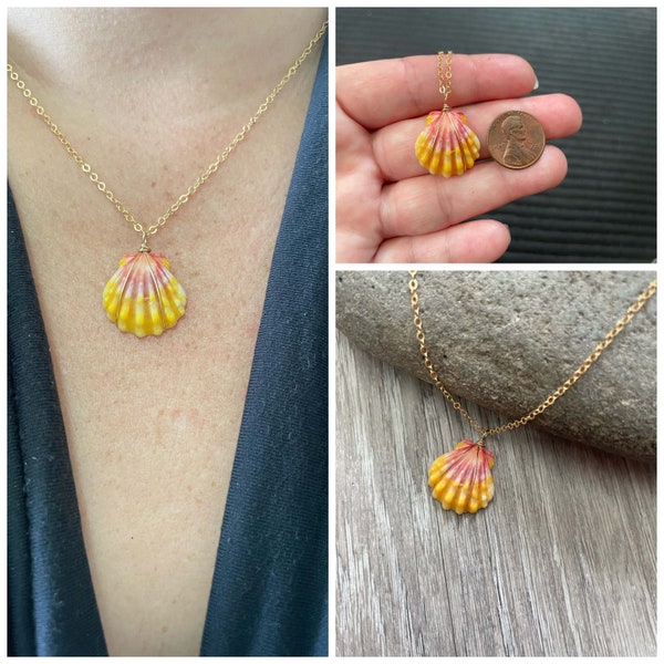 Sunrise Shells - Etsy