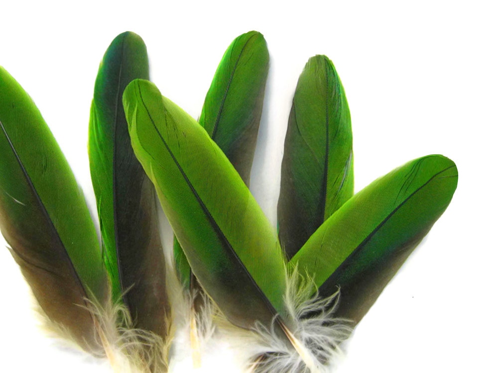 Parrot Feathers, 4 Pieces - Natural Green Amazon Parrot Wing Feathers ...