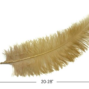 Super Long Feathers, 10 Pieces - 20-28" Antique Gold Ostrich Feather ...