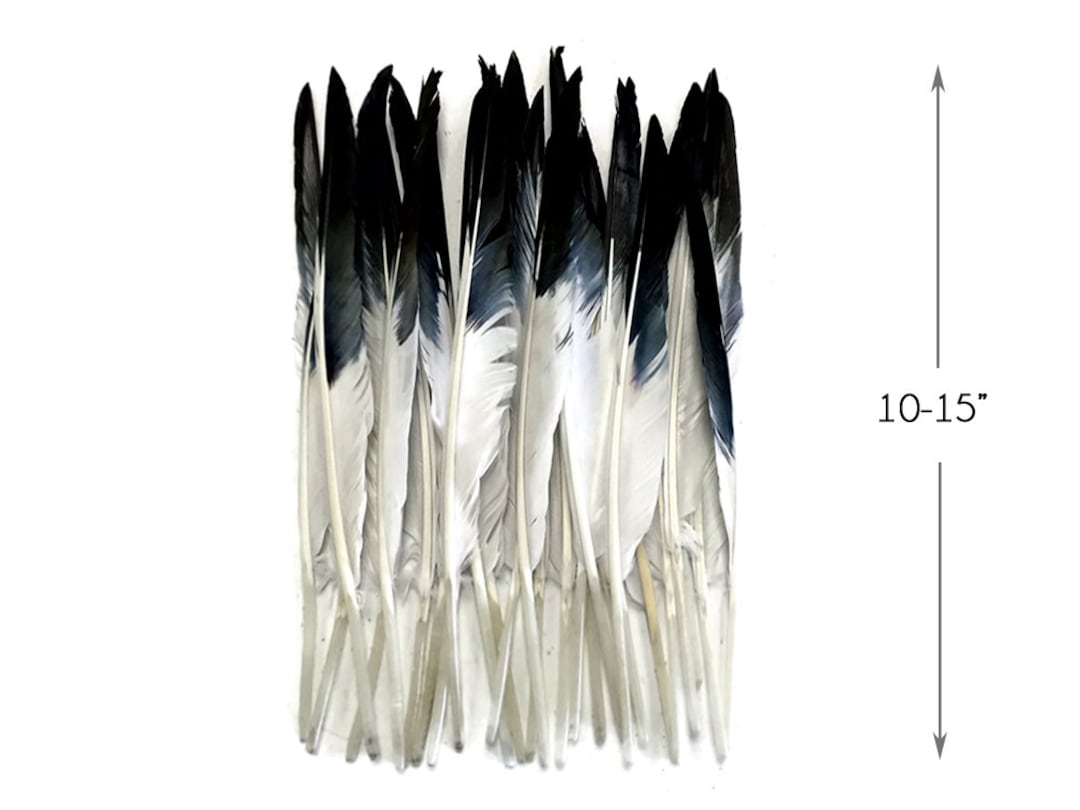 Goose Feather, 10 Pieces - White Tipped Black Goose Pointers Long ...