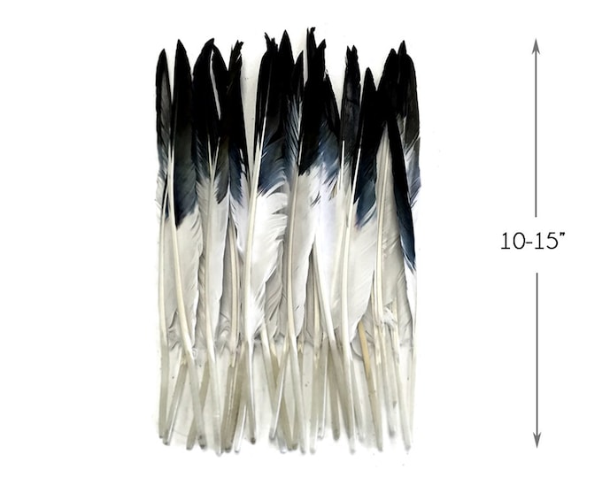 Goose Feather, 10 Pieces White Tipped Black Goose Pointers Long ...