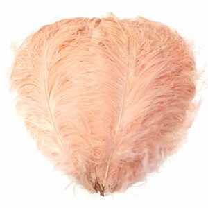 Huge Wedding Feathers, 10 Pieces - 18-24" Champagne Large Prime Grade ...