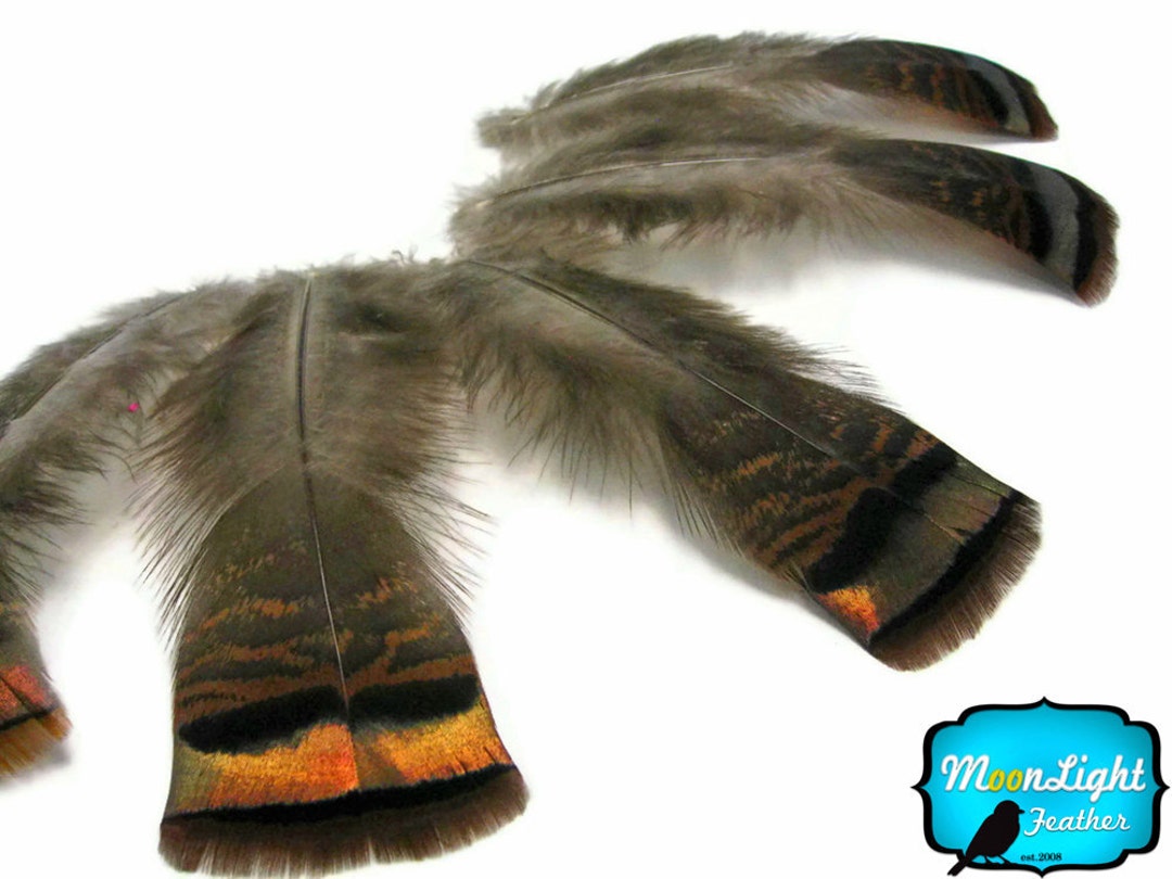 Turkey Feathers, 5 Pieces - NATURAL Wild Turkey Flats Feathers: 163 - Etsy