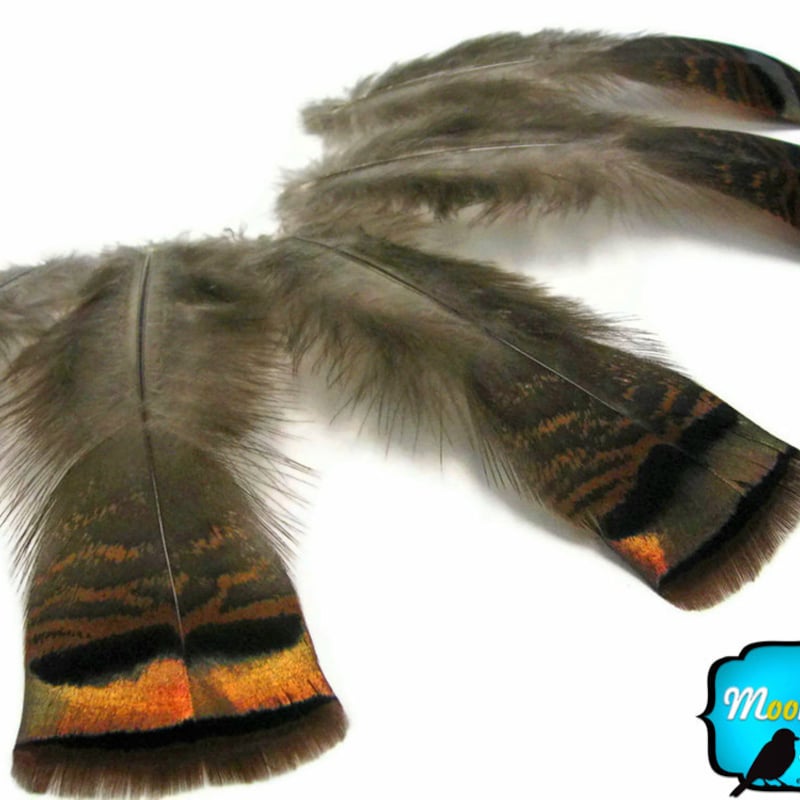 Wild Turkey Feathers - Etsy