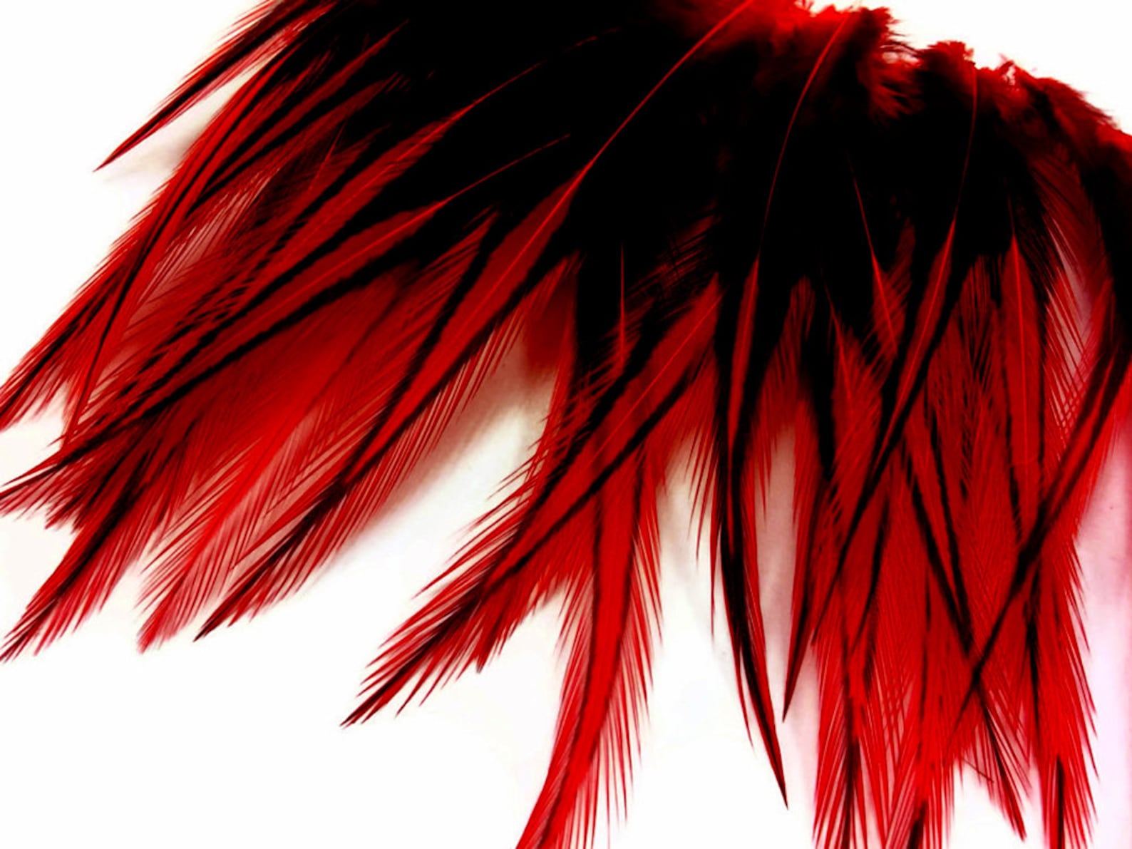 Red Laced Pointy Feathers, 10 Pieces - Red Dyed BLW Laced Short Rooster ...